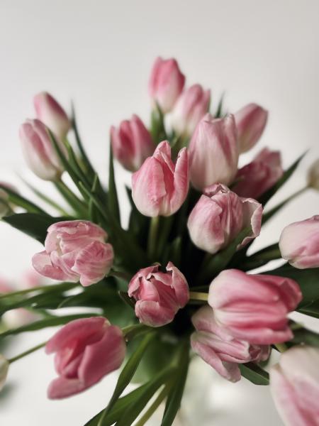 Tulpen Schnittblumen "First Class" Pink-Weiß | Obst und Gemüse Kräling